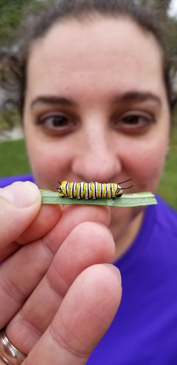 The Monarch Butterfly Life Cycle – Saving the Monarch