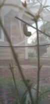 The Monarch Butterfly Life Cycle – Saving the Monarch